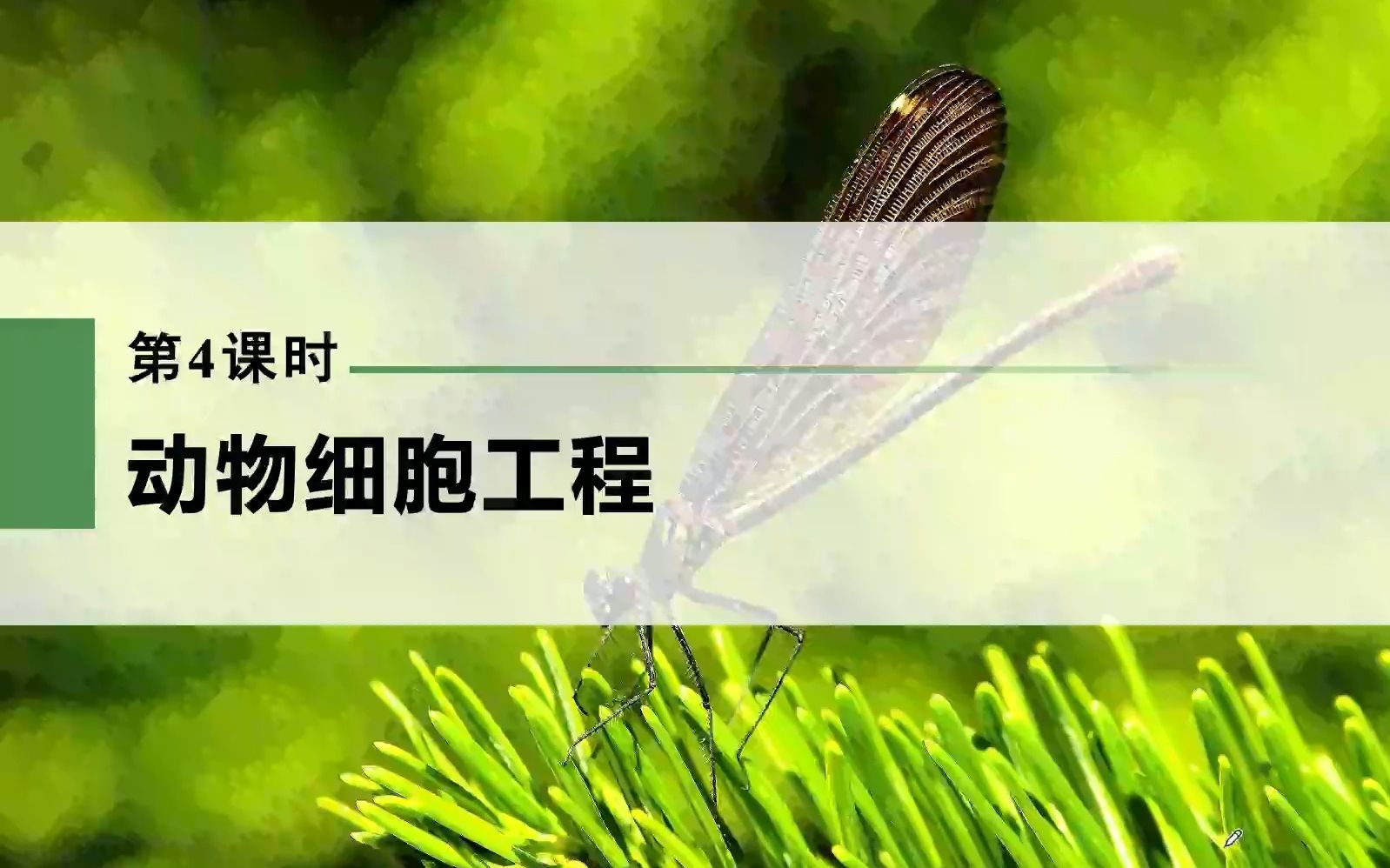 【高中生物一轮复习】10.4-1动物细胞工程单克隆抗体干细胞动物细胞...