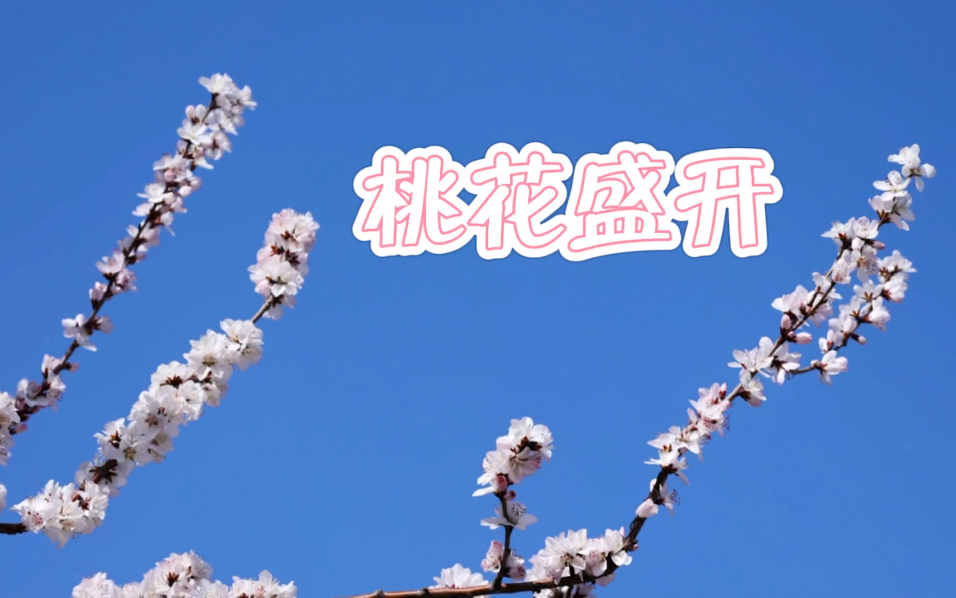 各种花儿争相开放