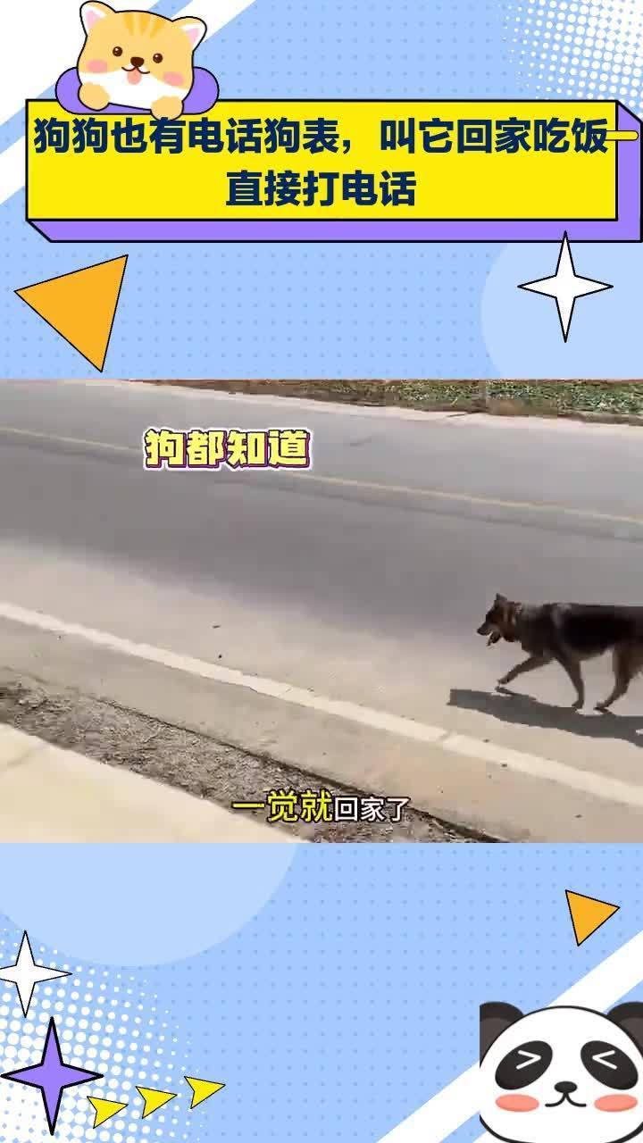 狗狗也有电话手表,叫它回家吃饭直接打电话