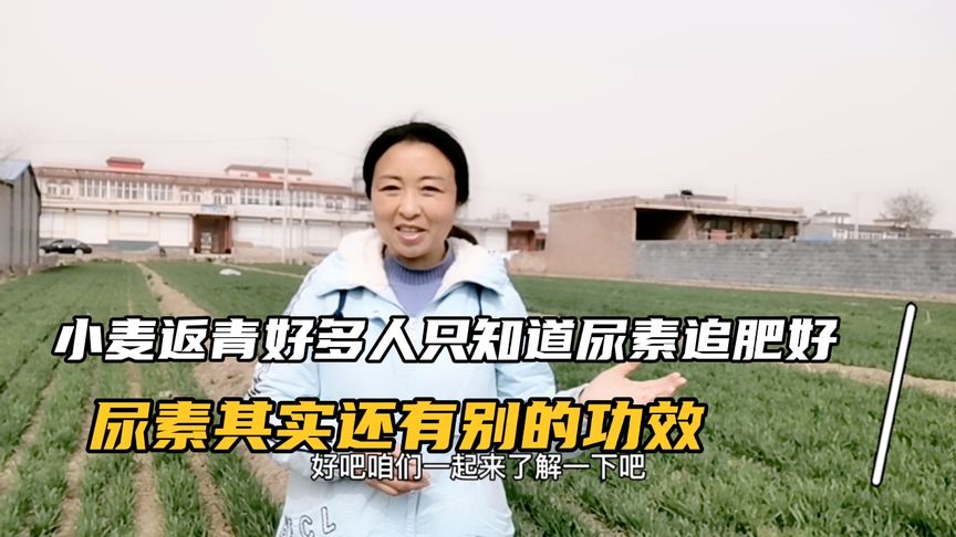 尿素不要只拿来追肥,其实尿素还有别的神奇功效,早看早受益