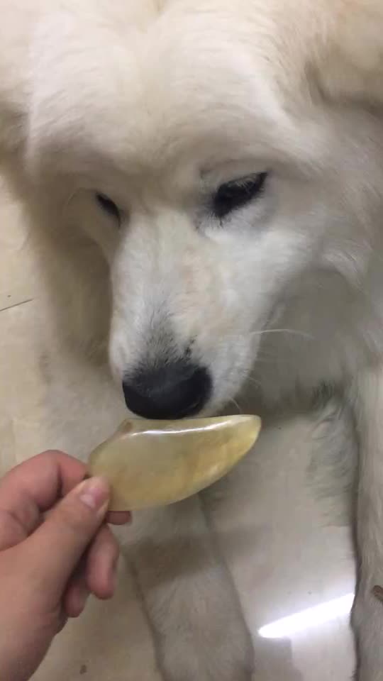 牛角刮痧板的简易分辨方法