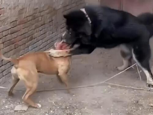 比特犬和藏獒,谁更厉害?