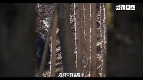 森林之春:黑熊与红狐的决择野生动物大自然保护生态环境