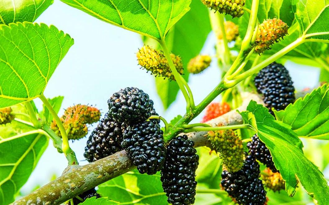 教你桑葚泡酒的制作方法,酸酸甜甜,滋阴补肾,好喝还不上头