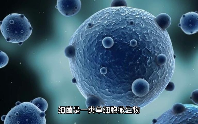 关于病毒,真菌,细菌