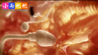 3D动画演示从精卵结合到孕期胚胎形成全过程,生命简直太神奇了!