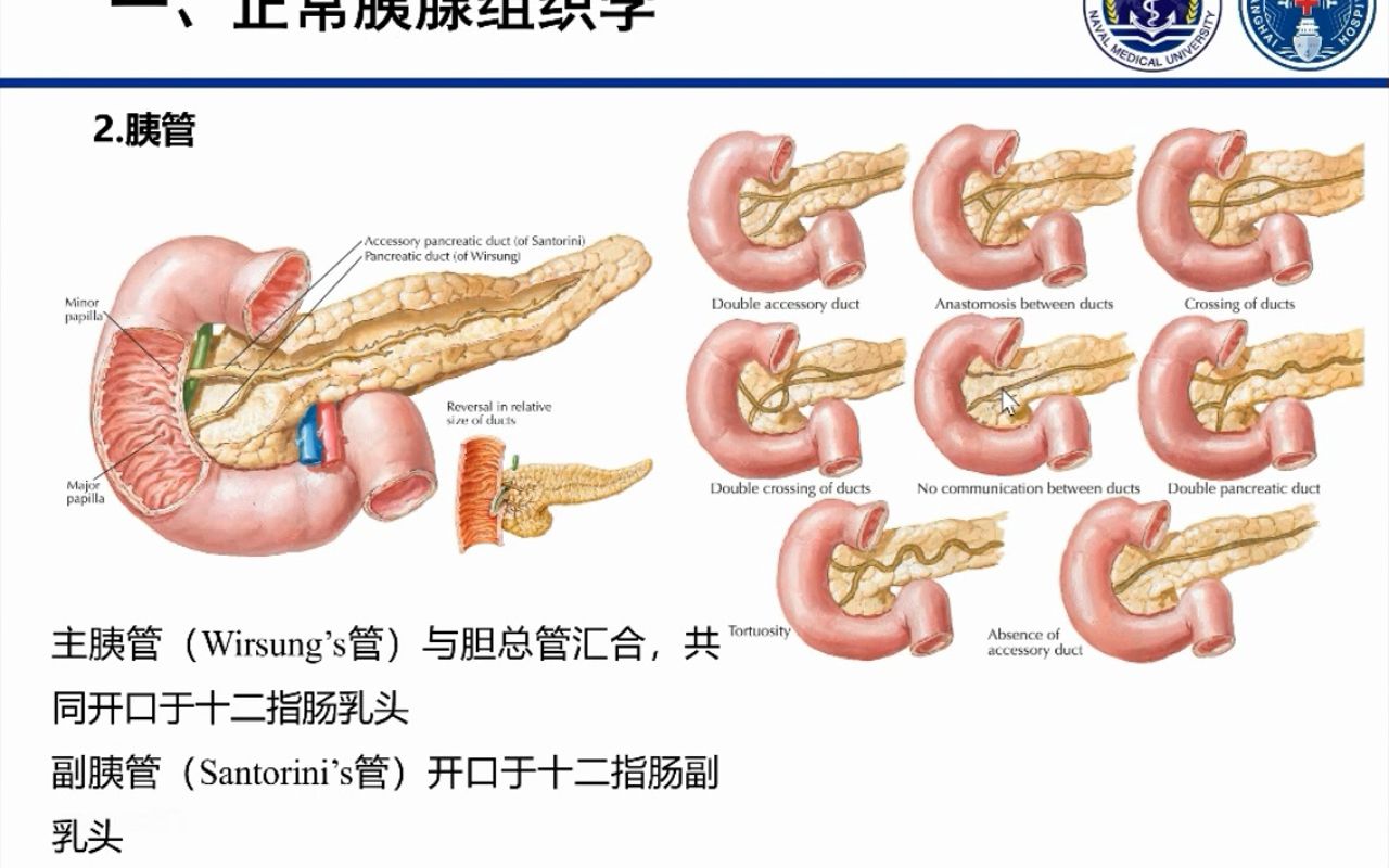 1.胰腺基本病变:影像与病理-胰腺疾病影像诊断系列