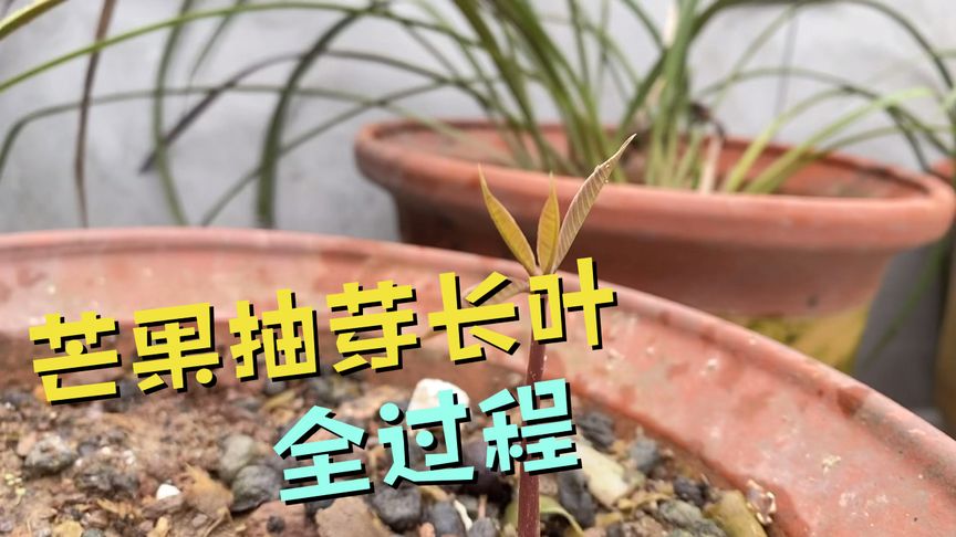 花了几天拍到的芒果生长过程,太有意思了,爱了爱了