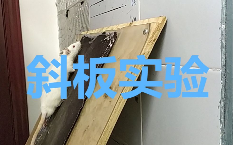 【教学】通过自制斜板对动物模型进行斜板实验的方法