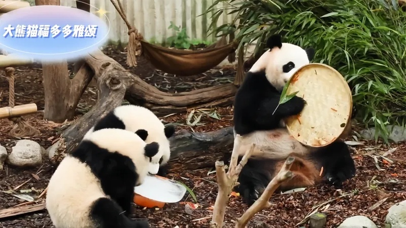 熊宝:妈,你的口味有些与众不同呀!我们都吃水果蛋糕你要吃簸箕
