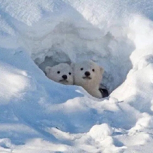 苛卜 