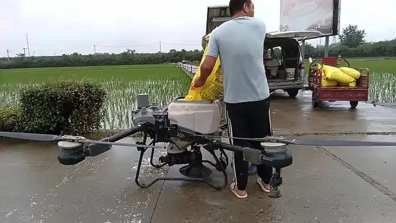 湖北中稻生产全面进田间管理阶段