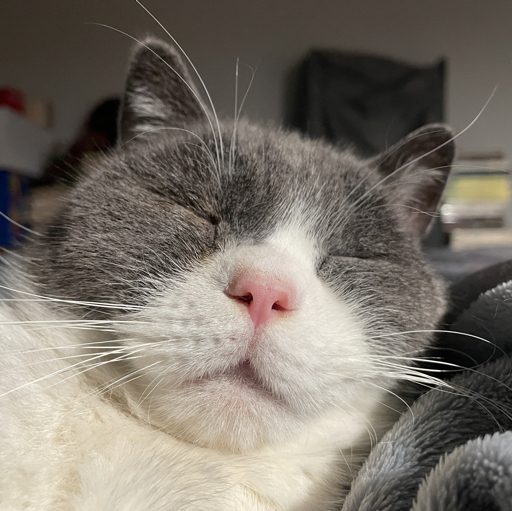 小山是猫奴 