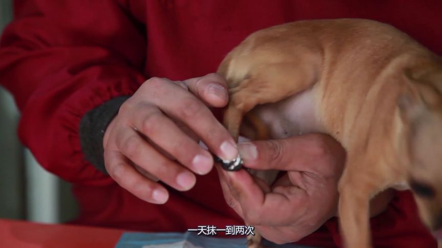狗狗如果有指甲炎怎么办,很简单,教你一招,在家就能给狗狗治疗
