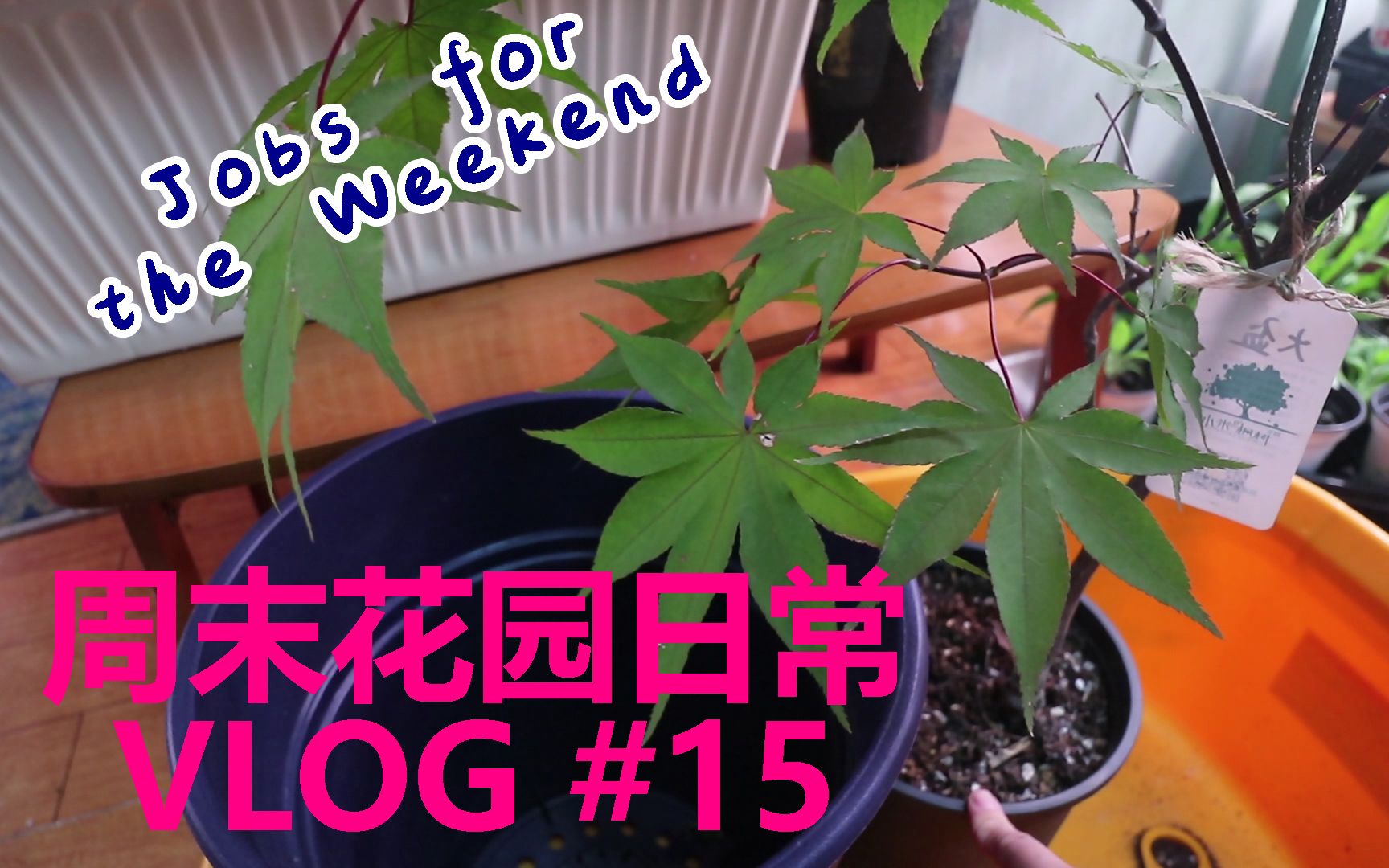 周末花园日常VLOG #15 收球+种枫树+秋日组盆+种薰衣草花篱