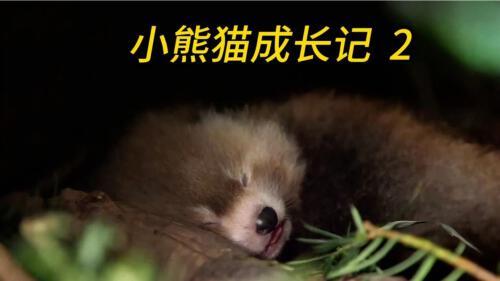 小熊猫成长记2 长大了#小熊猫 #小熊猫成长记 #野生动物零距离