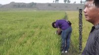 水稻直播栽培第九期视频