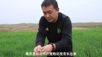 小麦的种植,很关键的一步,来看一下