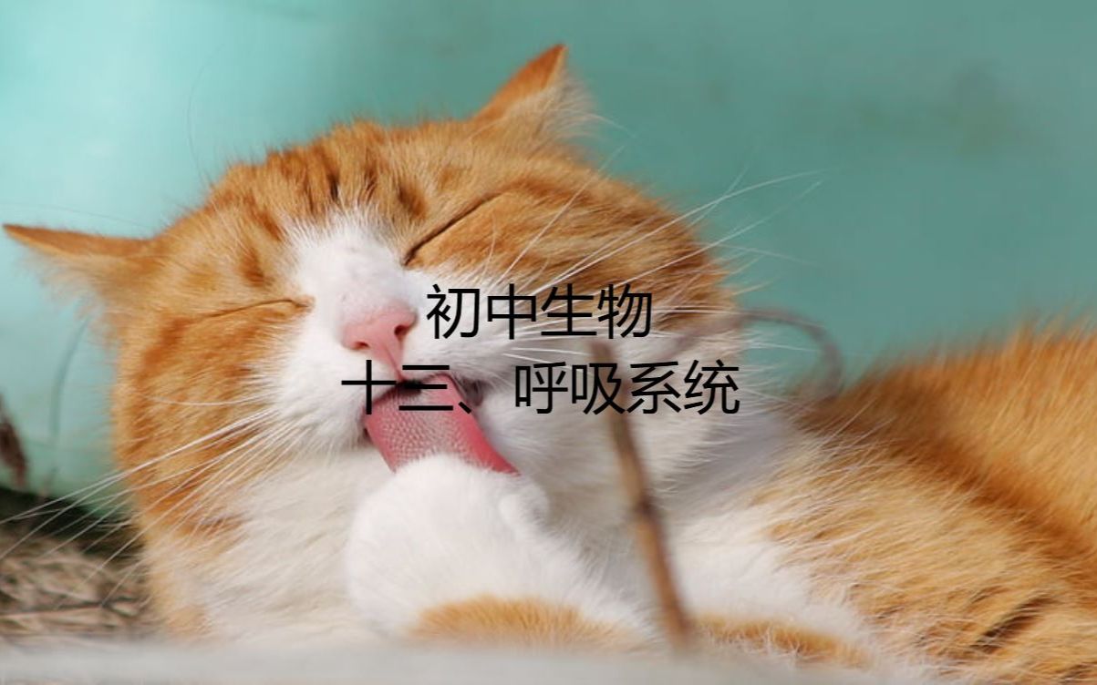 初中生物13:呼吸系统