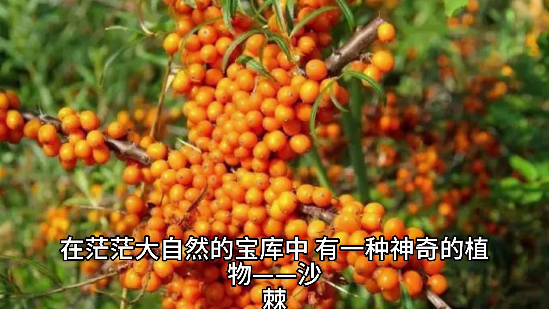 沙棘的功效作用与主治,原来有这么多