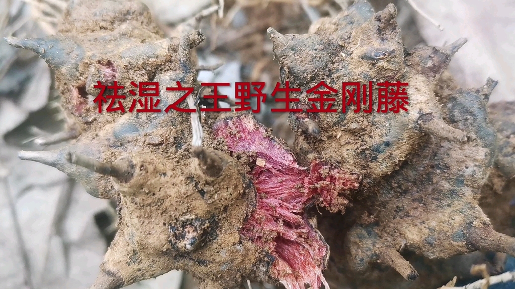 祛湿之王野生金刚藤,这才是最好的金刚藤,别被骗了