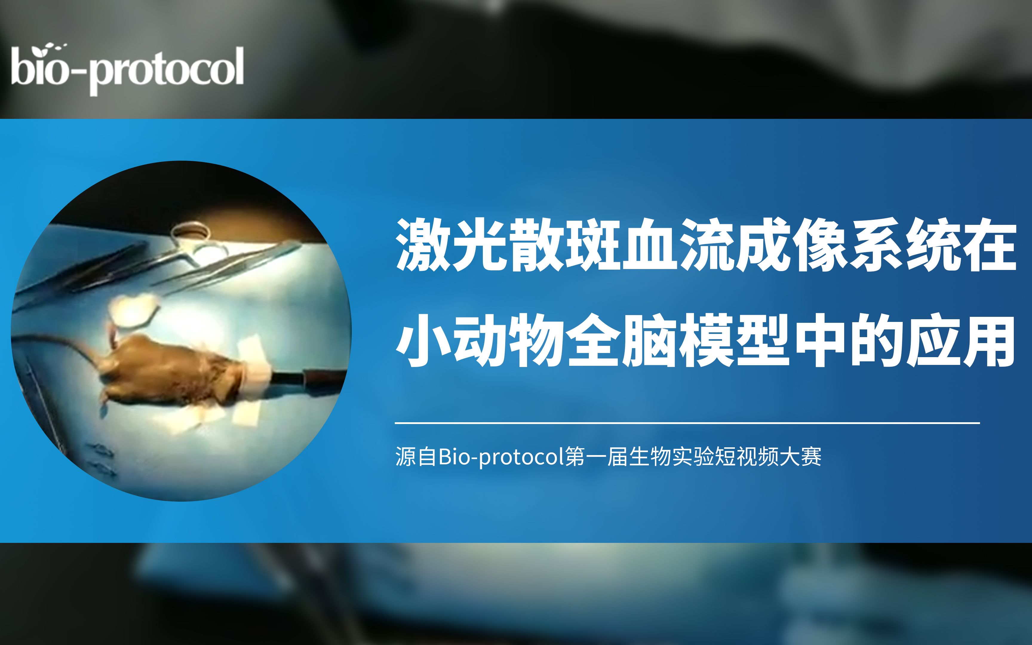 【Bio-protocol】激光散斑血流成像系统在小动物全脑模型中的应用