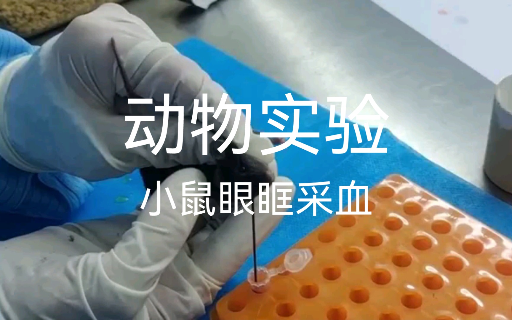 《动物实验》小鼠眼眶采血