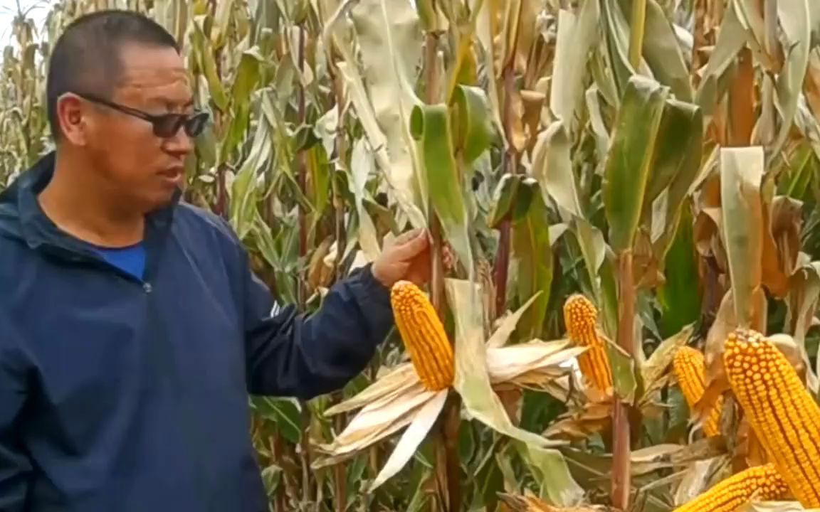 2021年最新国审玉米种,株高2.2米、高抗锈病,亩产可达2800斤