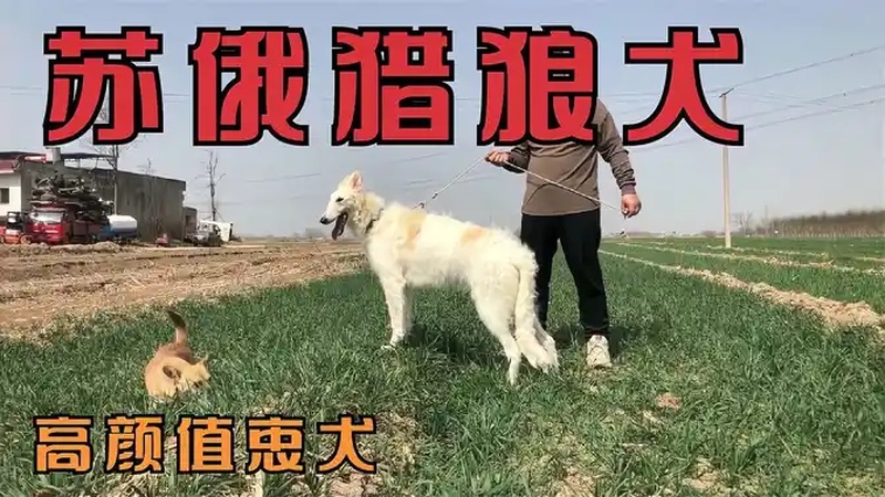 可以捕狼的猎犬"苏俄猎狼犬"凶猛衷心颜值还高,这身卷毛有爱了