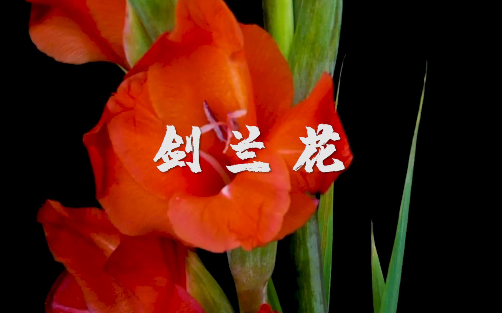 ...赢得“切花之魁”的称号。ATLI EON延时摄影相机,记录剑兰花的盛开!