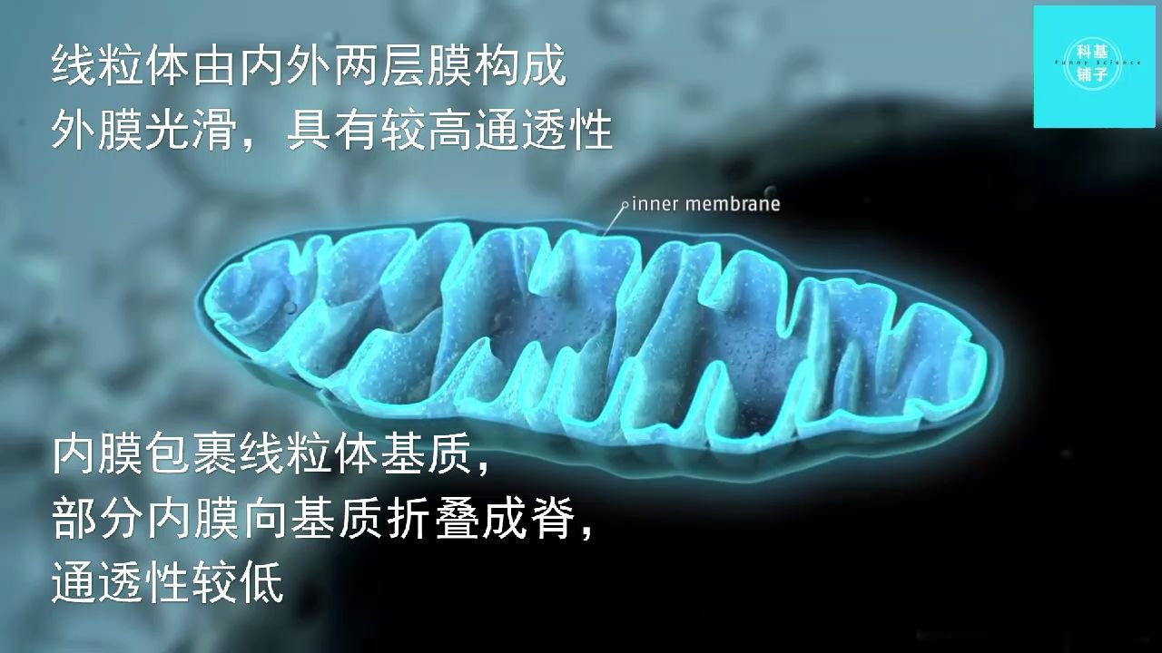 高中生注意,划重点了——线粒体来了