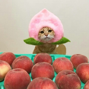 Idaly 