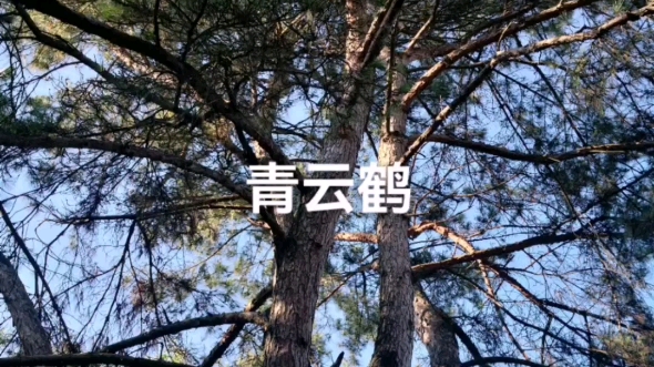 解密:青云鹤松针的作用与功效