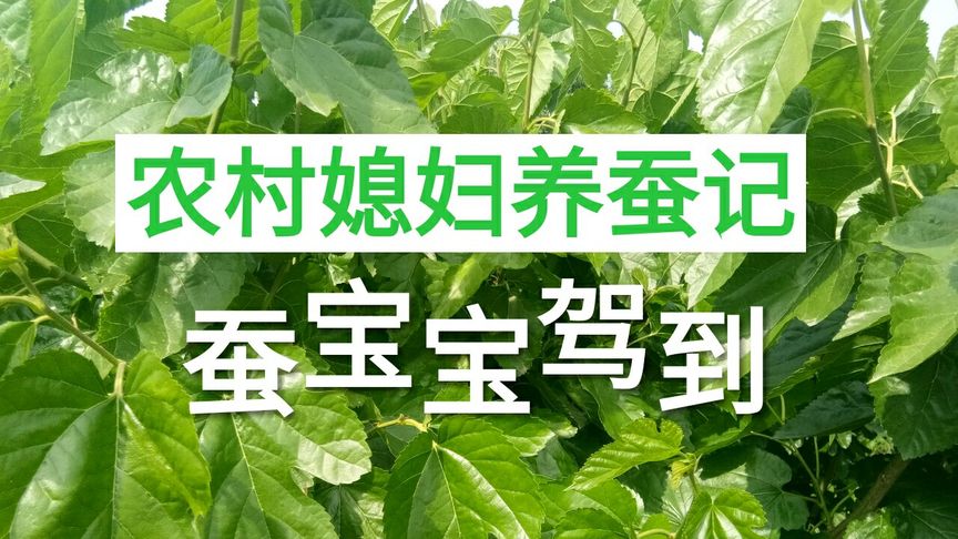 农村媳妇学养蚕,蚕种回来了,该怎么做呢