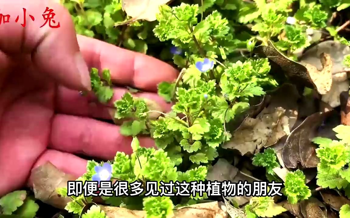 婆婆纳又叫“双肾草”,很多人不知它的珍贵?看视频涨知识
