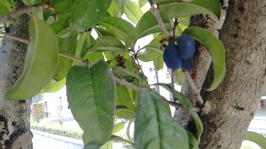 这就是桂花果,好看但是不能乱吃,你知道为什么吗?