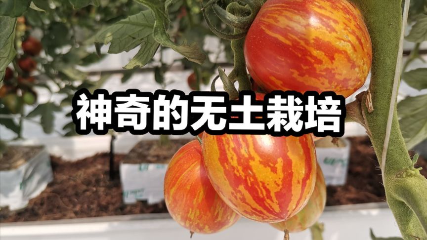 农业可不简单,带你去看看无土栽培培育出的高产番茄!