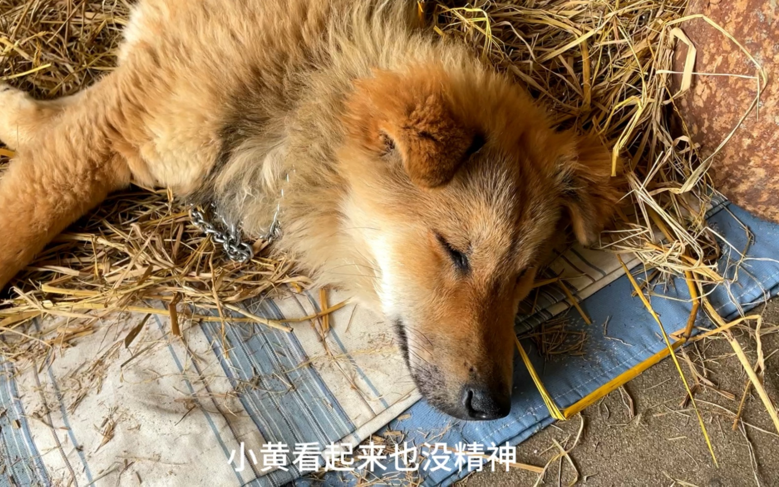 狗狗感染细小的第五天,终于好转了,看到了希望