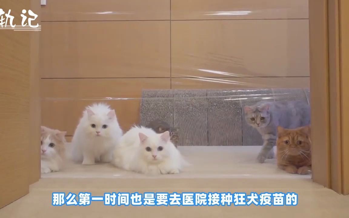 被狗咬了没出血,需要打疫苗吗?关于“狂犬病”的几个谣言和误区