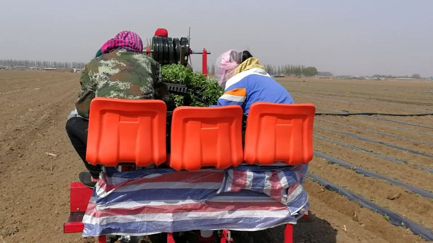 黑龙江客户喜提2ZBX-2型辣椒施肥铺膜铺滴管带移栽一体机一台