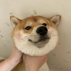 王小柴柴柴 