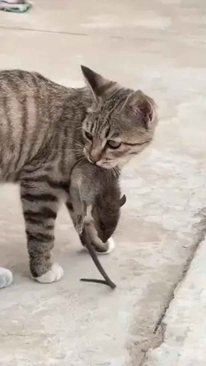 这猫抓老鼠怎么磨磨蹭蹭的?