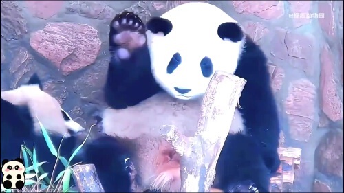 软萌可爱颜值爆表的小熊猫!