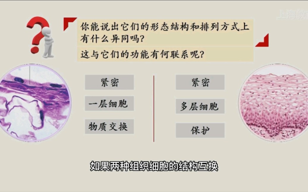 ...教学视频素材:上皮组织的肺泡横切与表皮横切比较～结构与功能相统一