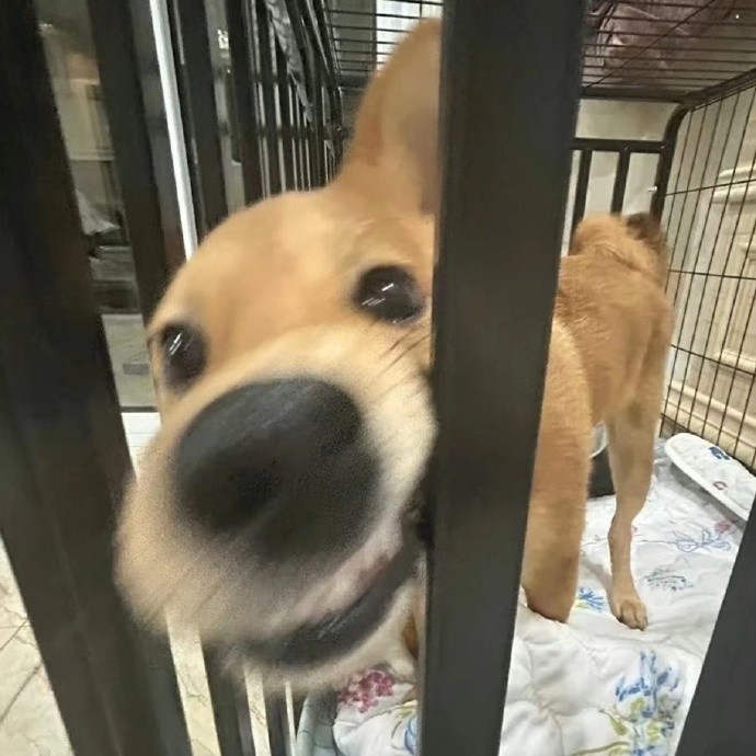 柠檬一点不甜 