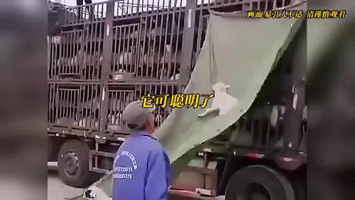 羊坐滑梯下车太聪明了!安全又高效的方法让人大开眼界