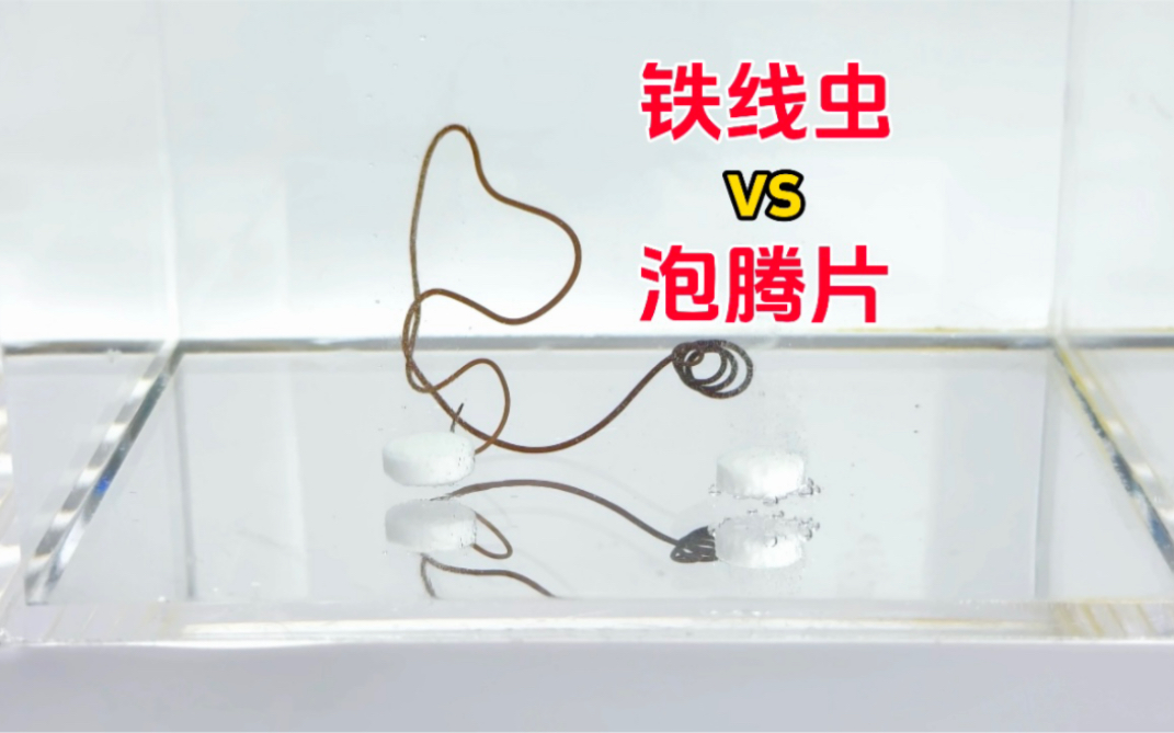 把84泡腾片丢给铁线虫!会发生什么事?