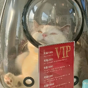 汪小丧 