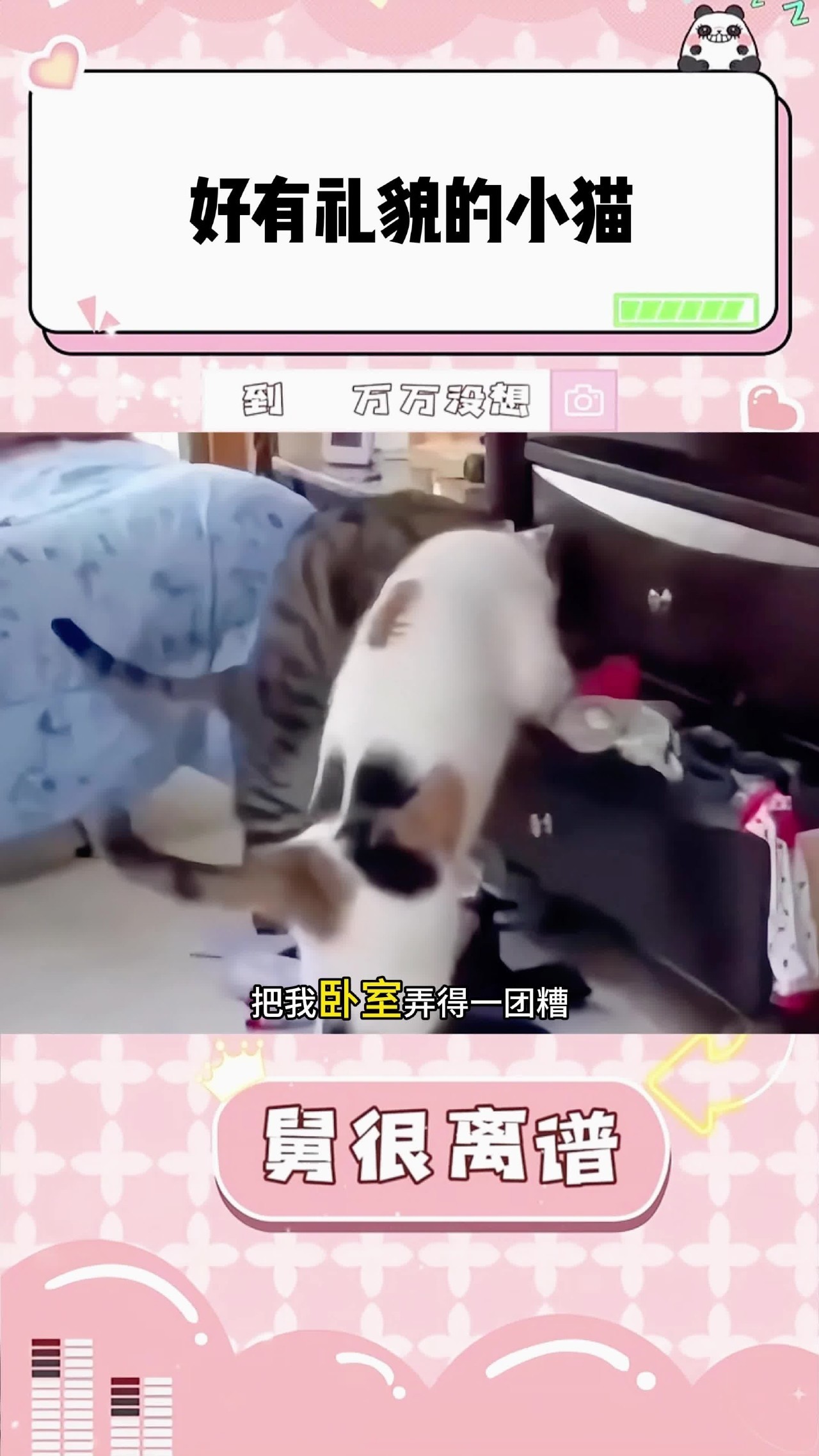 礼貌的小猫咪进屋先敲门