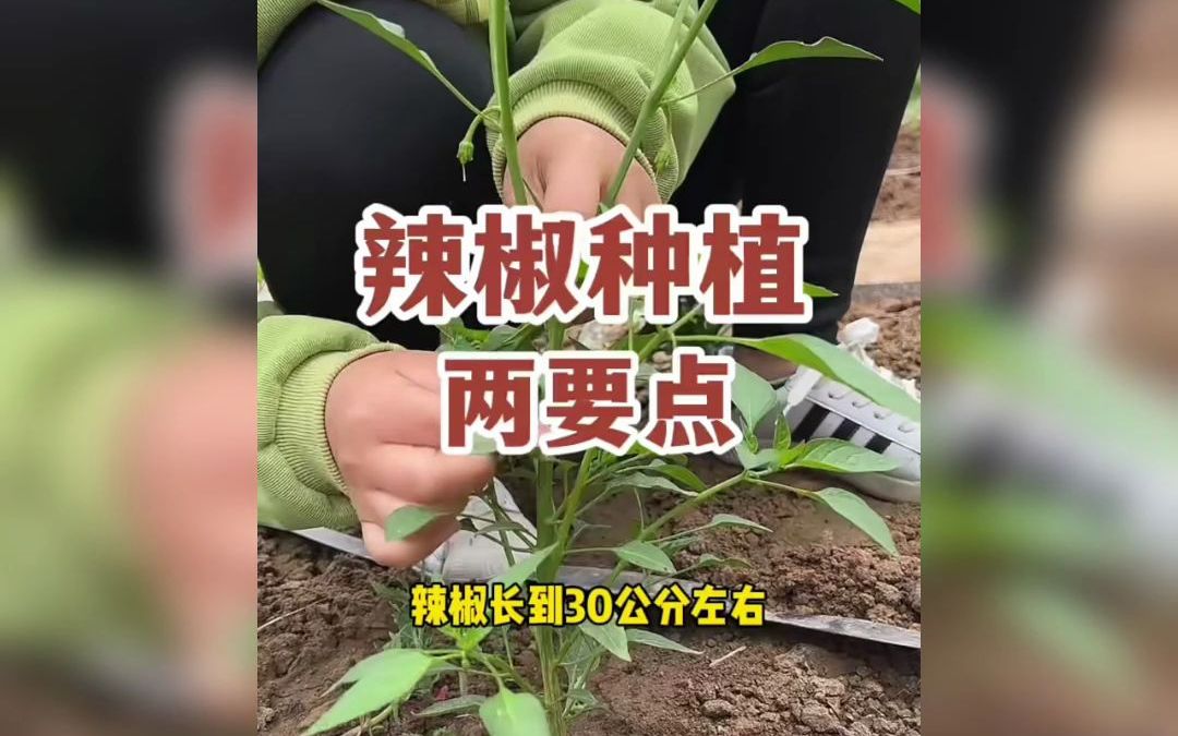 辣椒种植高产技术,这两个要点一定要记牢